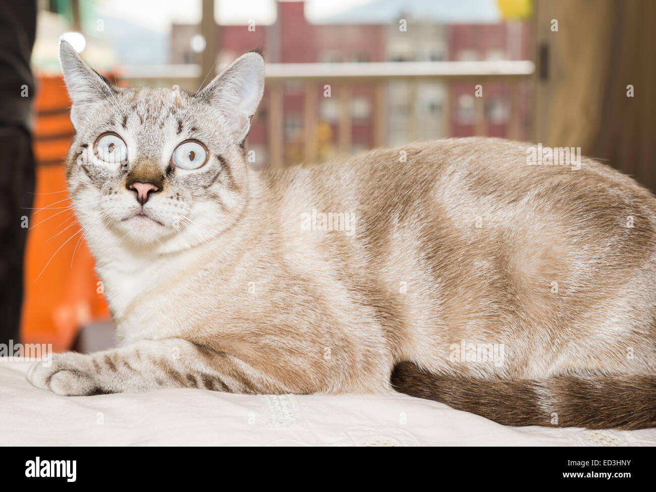little cat posing for the photo session Stock Photo - Alamy