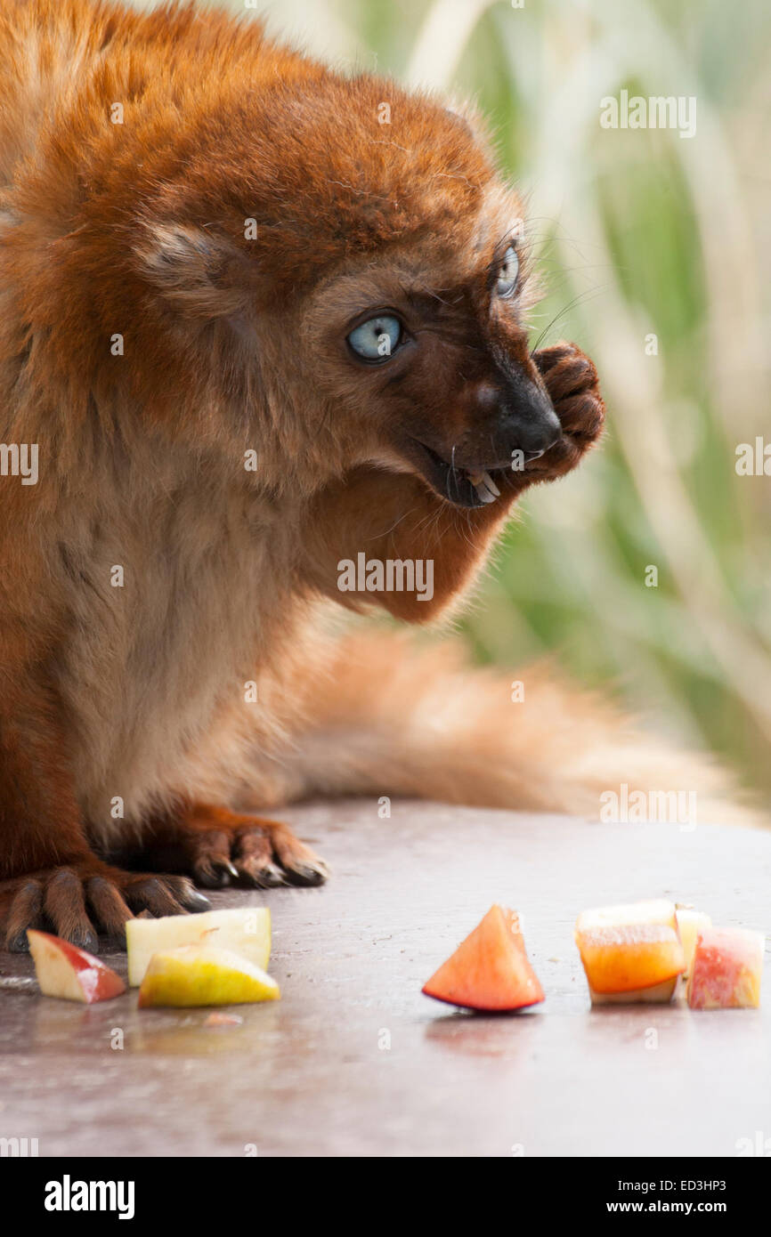 Frugivore eating fruit hi-res stock photography and images - Alamy