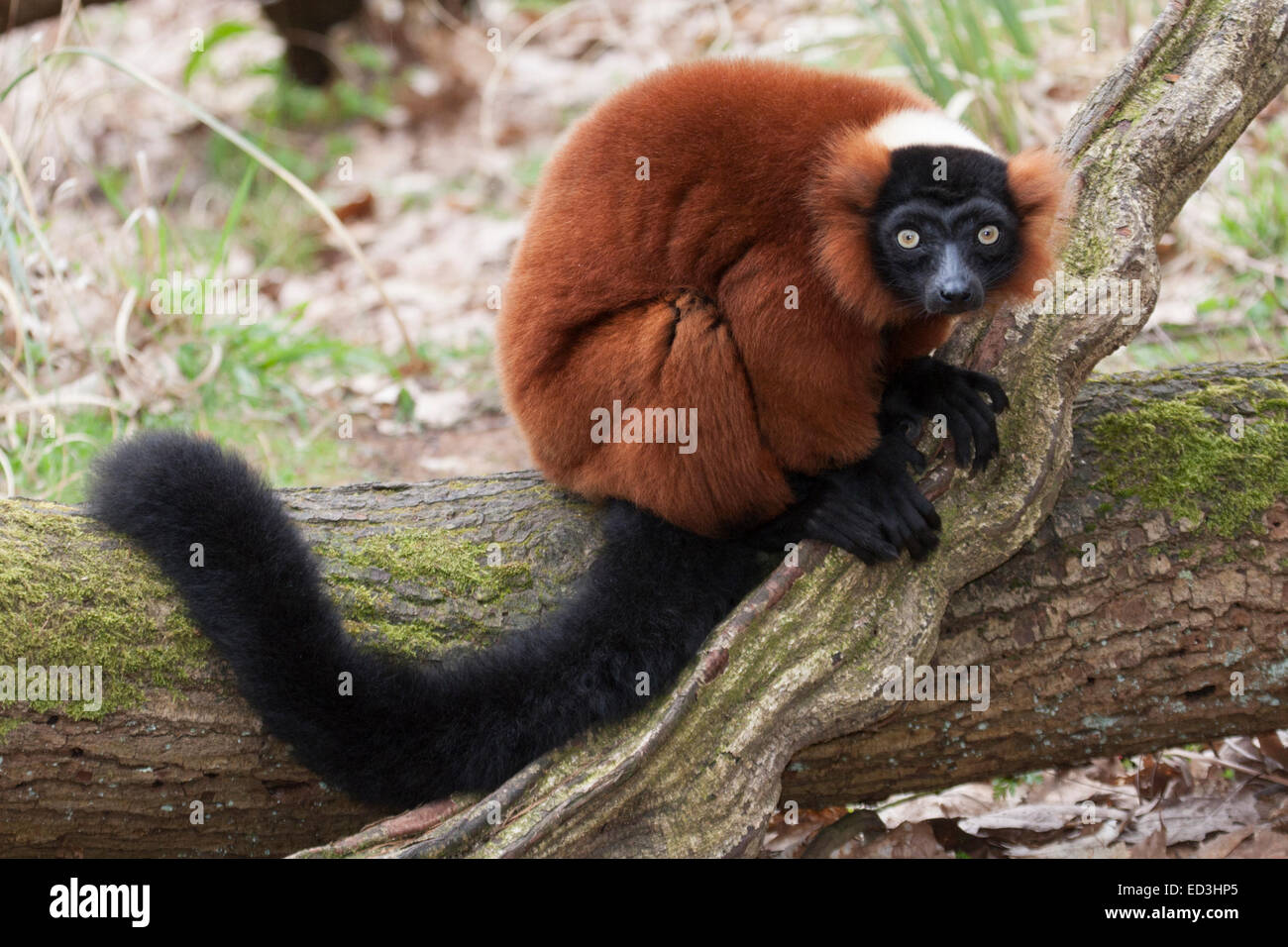 Red ruffed lemur, a critically endangered species. Varecia rubra Stock ...