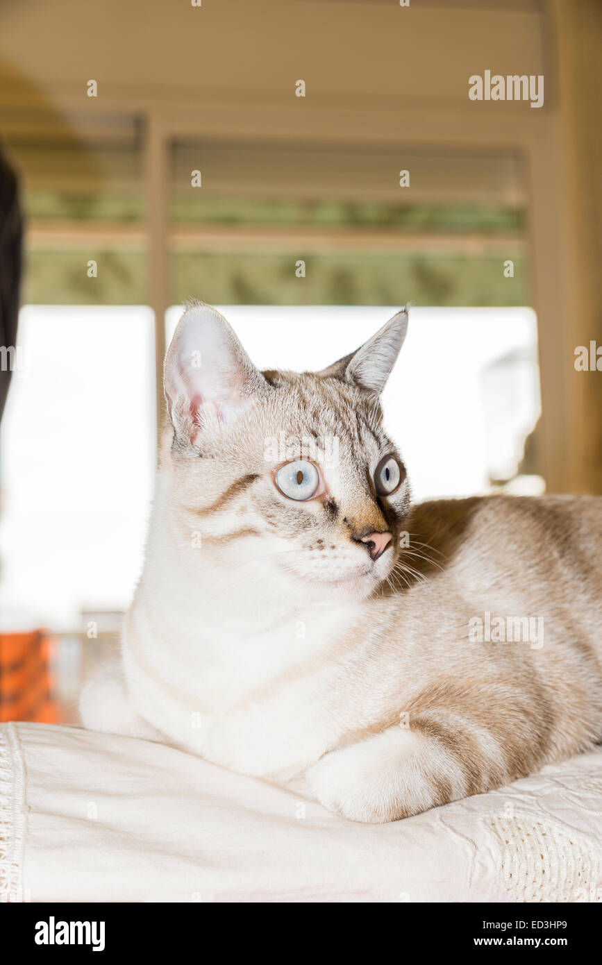 little cat posing for the photo session Stock Photo - Alamy