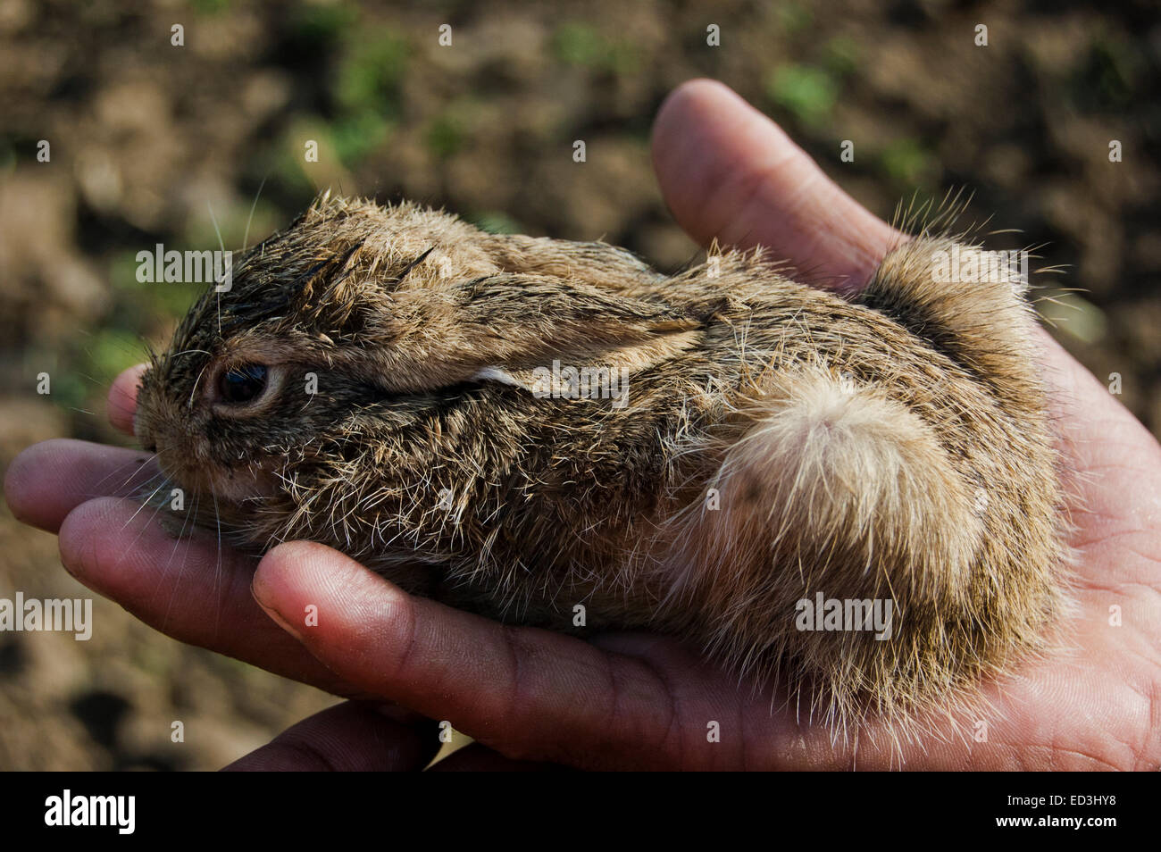 1 rural man farm holding Rabbit Stock Photo - Alamy