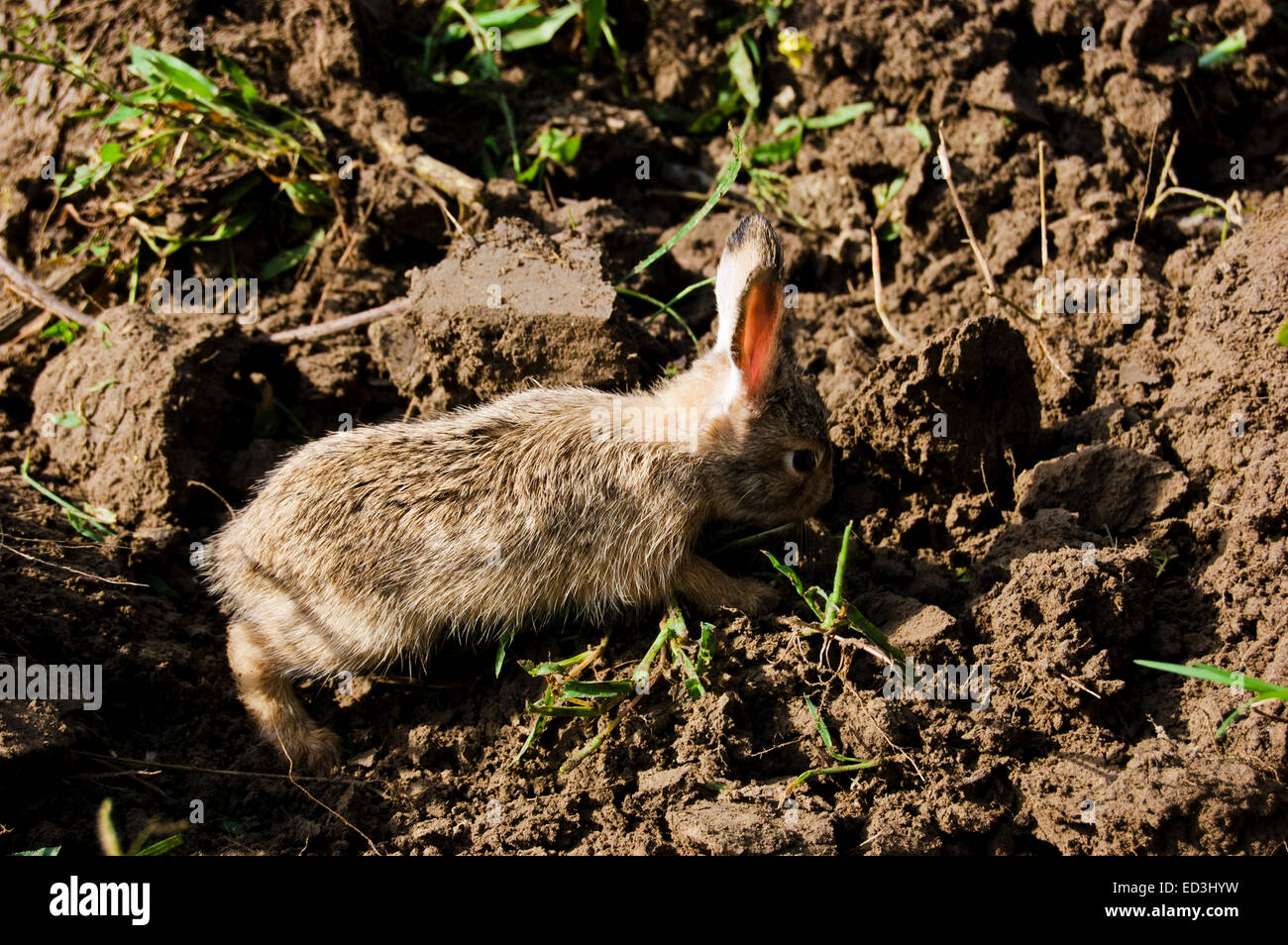 rural village farm Animal Rabbit Stock Photo - Alamy