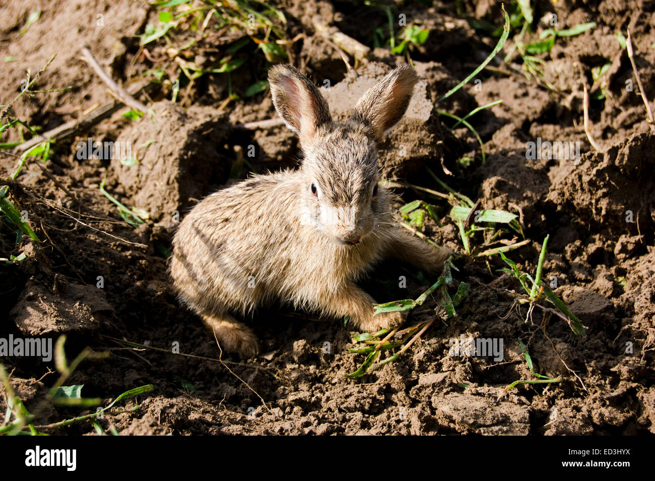 rural village farm Animal Rabbit Stock Photo - Alamy