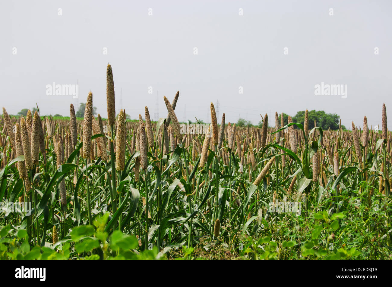 Poor maize hi-res stock photography and images - Alamy