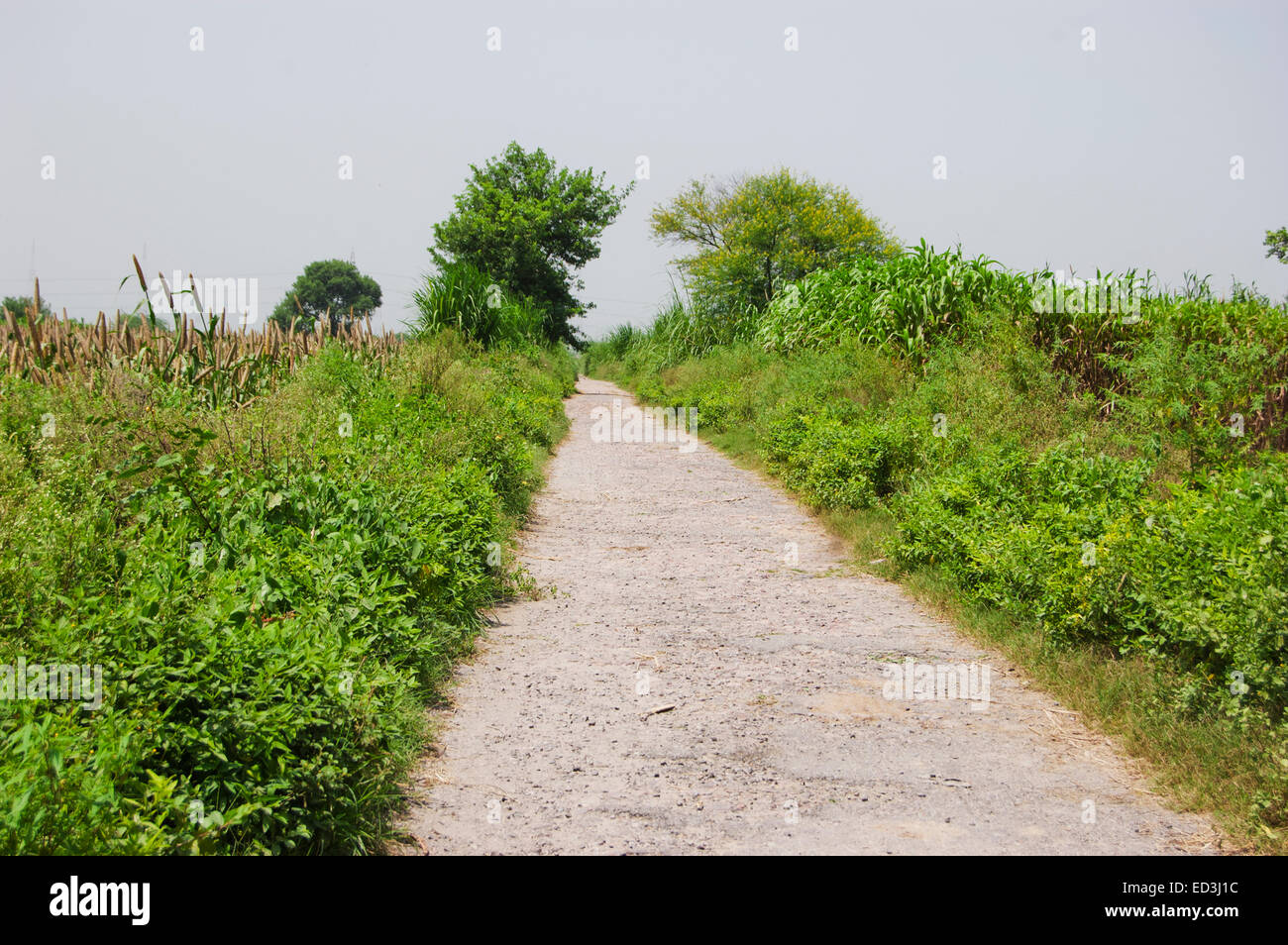 Indian village roads hi-res stock photography and images - Alamy