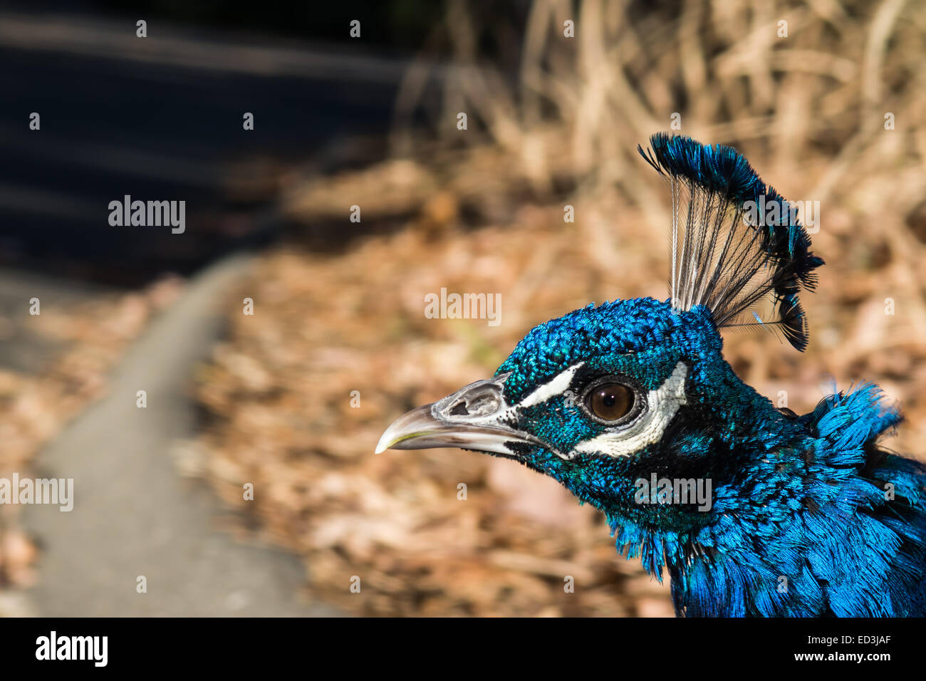 Peafowl colors hi-res stock photography and images - Alamy