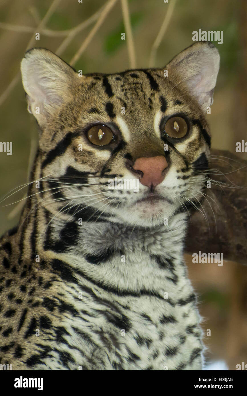 Are Ocelots Real