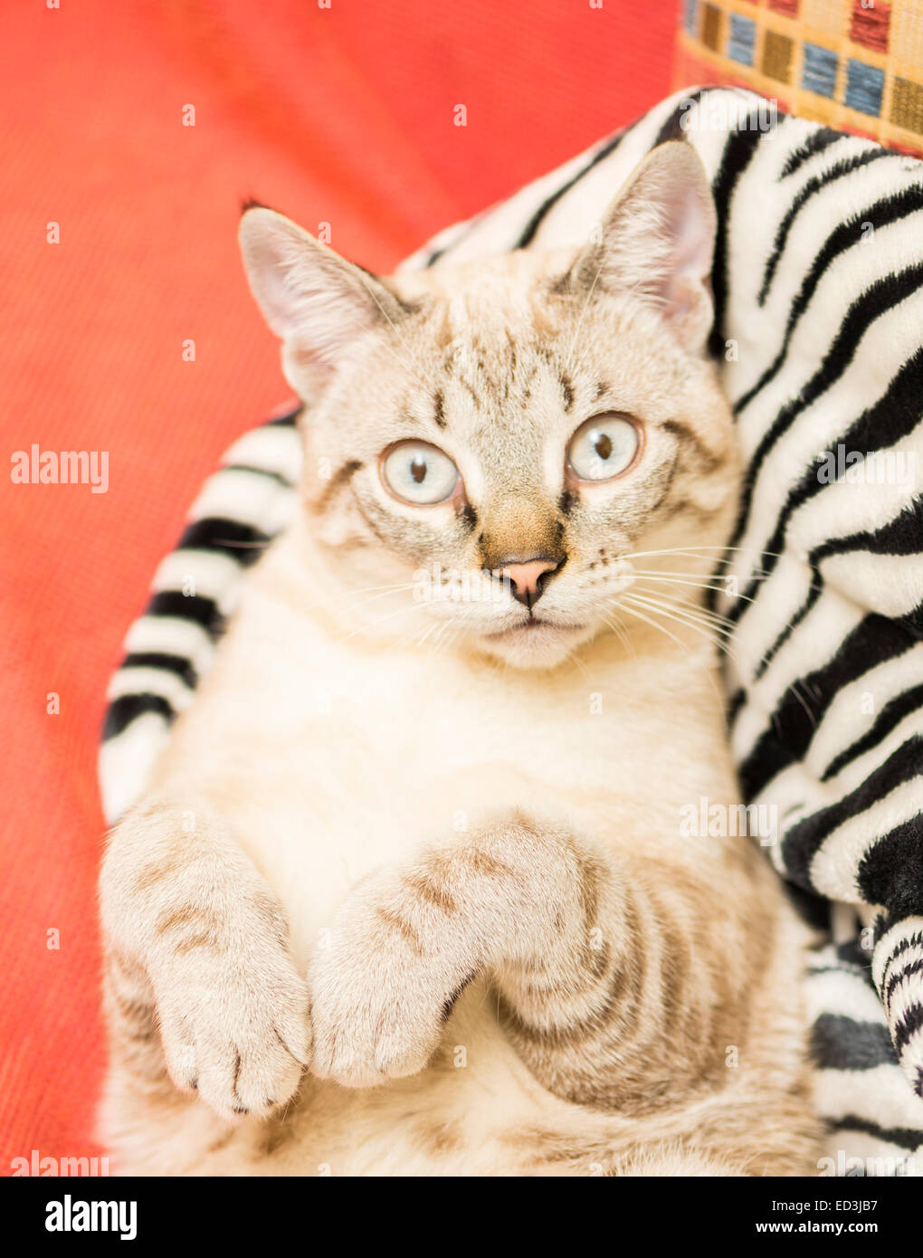 little cat posing for the photo session Stock Photo - Alamy