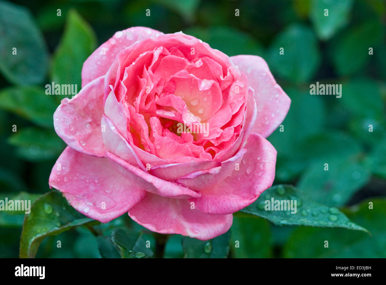 Irish rose hi-res stock photography and images - Alamy