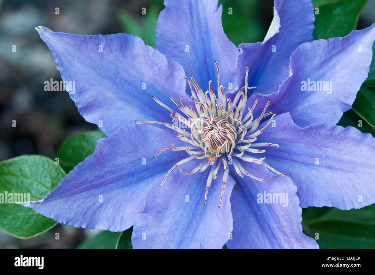 The bijou hi-res stock photography and images - Alamy