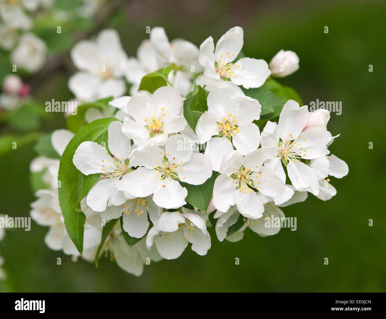 Flowering Crabapple - Malus "White Angel Stock Photo - Alamy