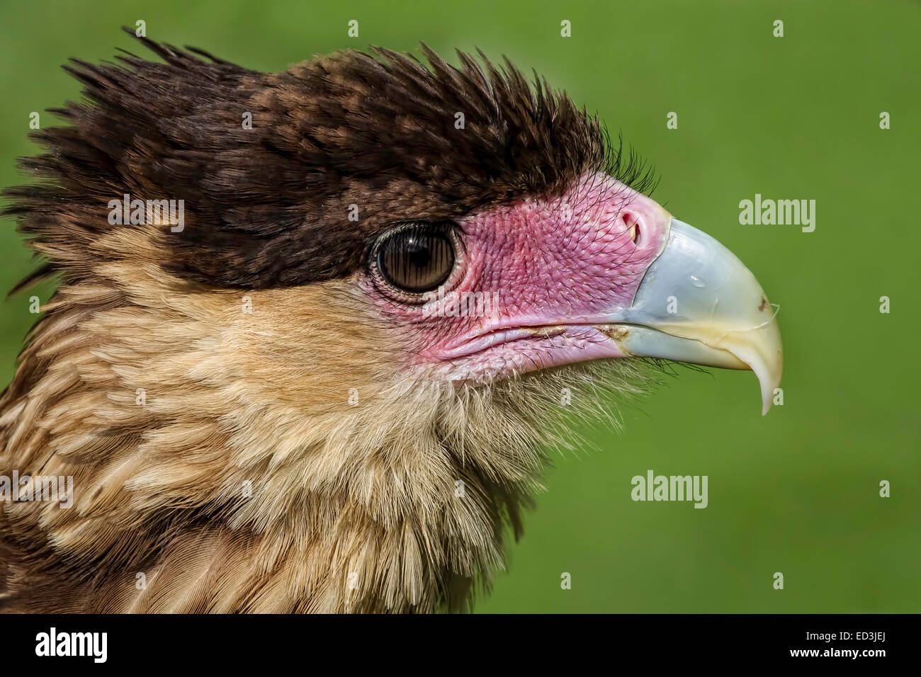 Car beak in hi-res stock photography and images - Alamy