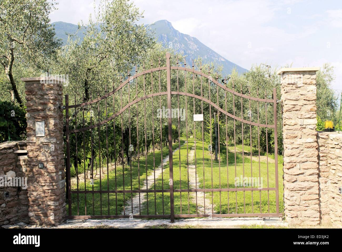 iron gate with olive grove in Italy Stock Photo - Alamy