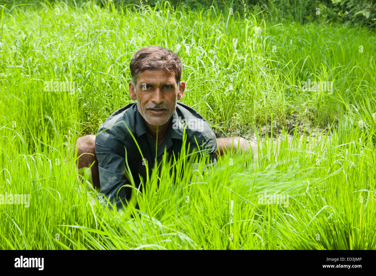 Process paddy into rice hi-res stock photography and images - Alamy