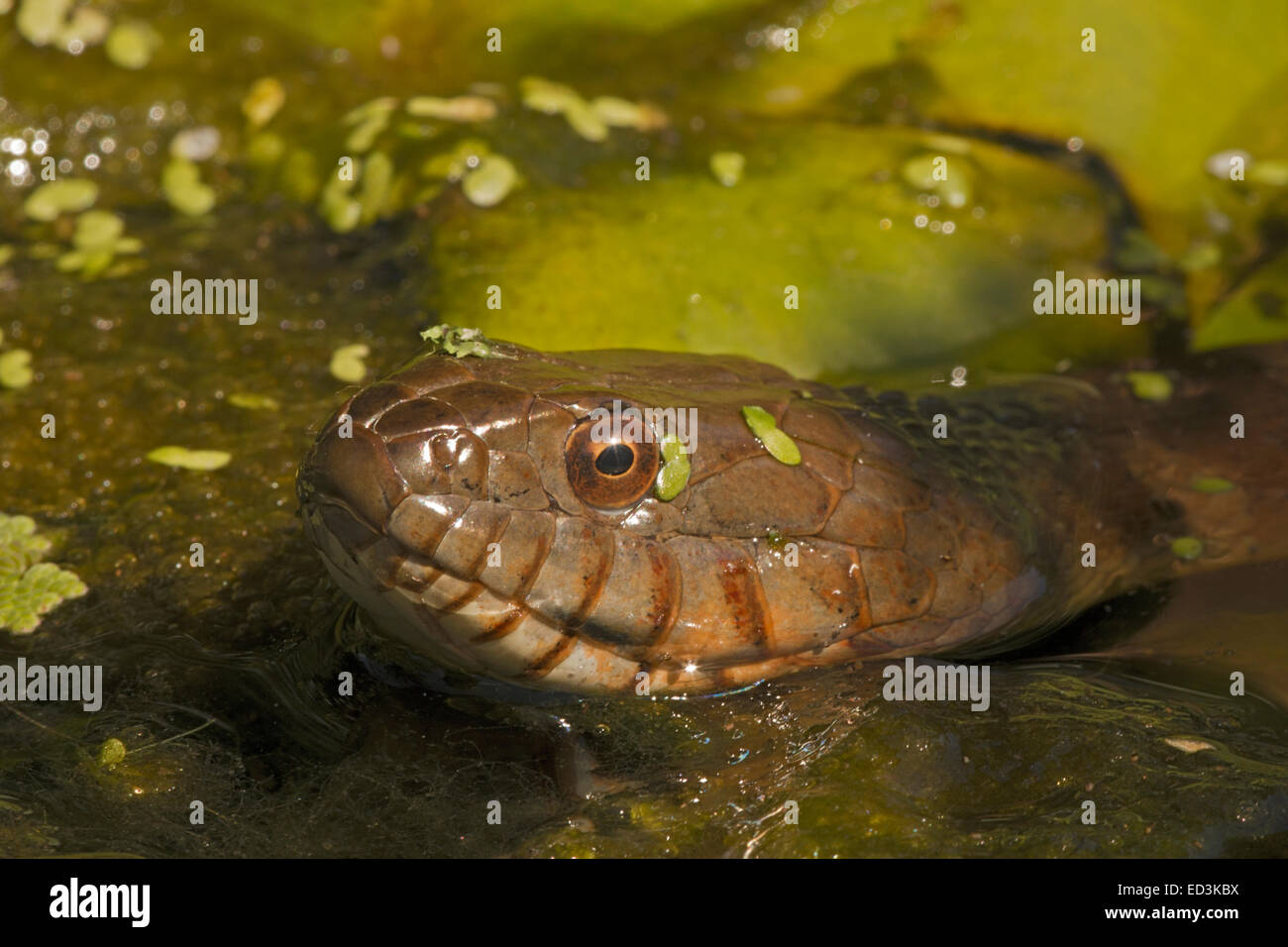 Washington dc reptiles hi-res stock photography and images - Alamy