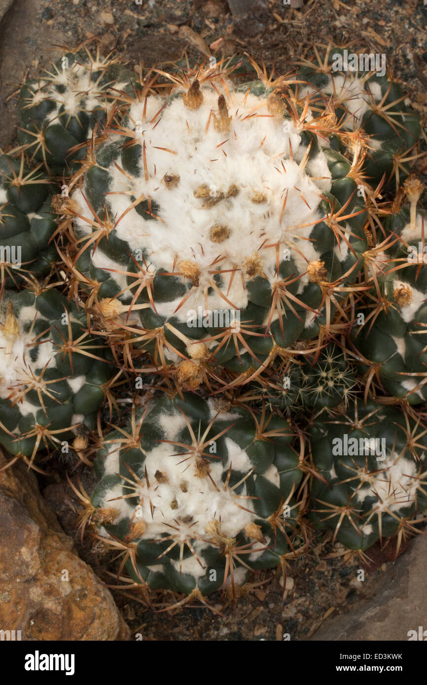 Cactus , Coryphantha pycnacantha, Mexico Stock Photo - Alamy