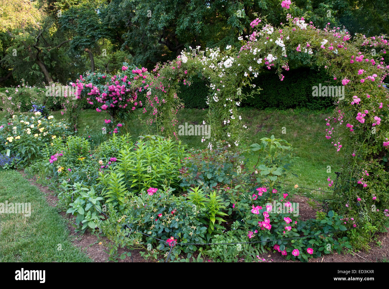Garden Trellis Border with Roses Stock Photo - Alamy