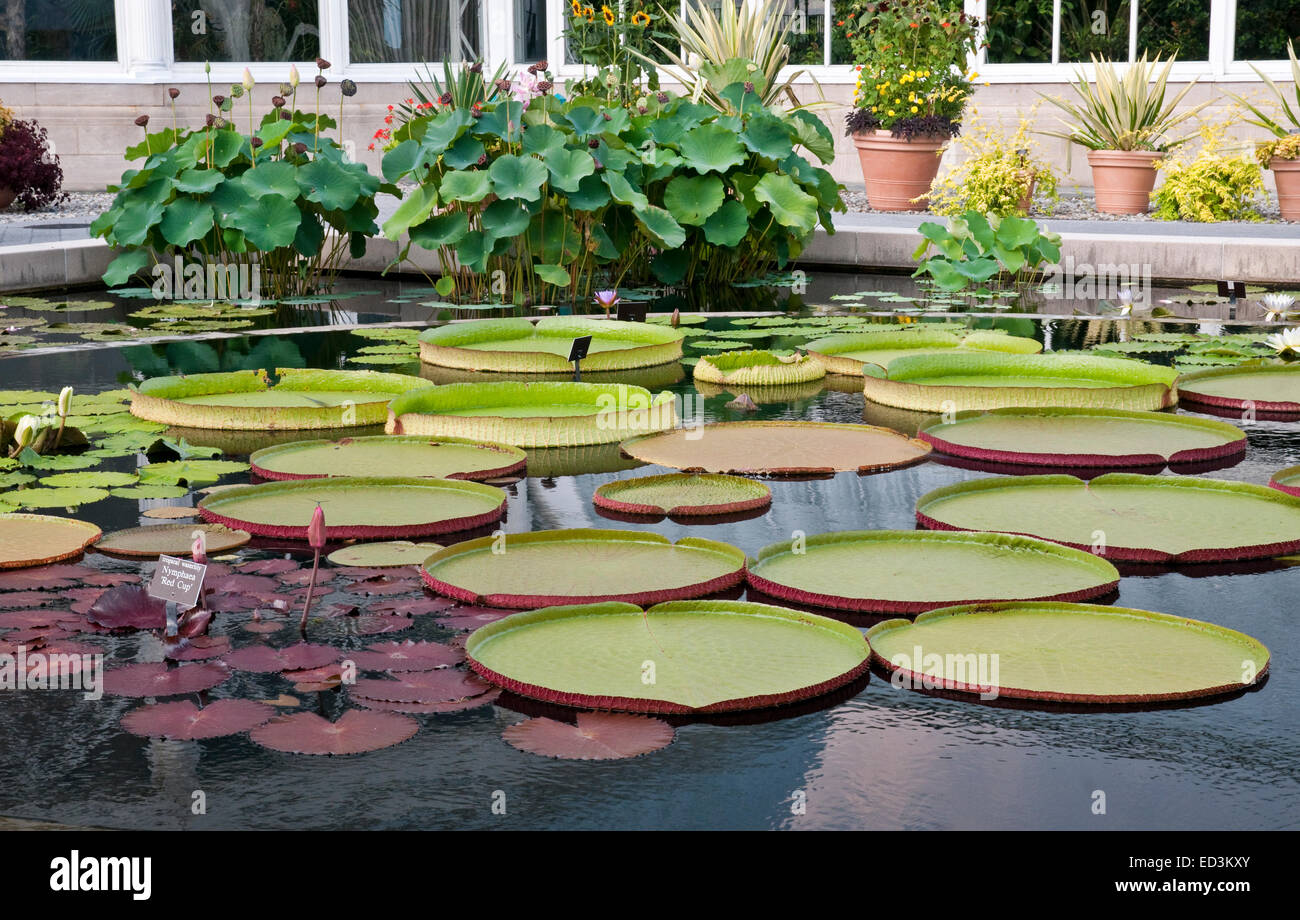 Victoria amazonica hi-res stock photography and images - Alamy