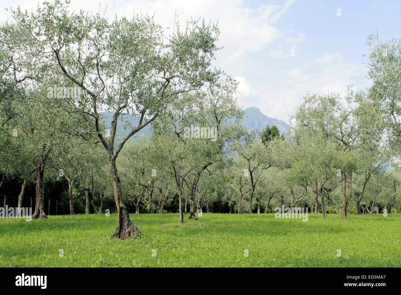 Garda lake olive tree hi-res stock photography and images - Alamy