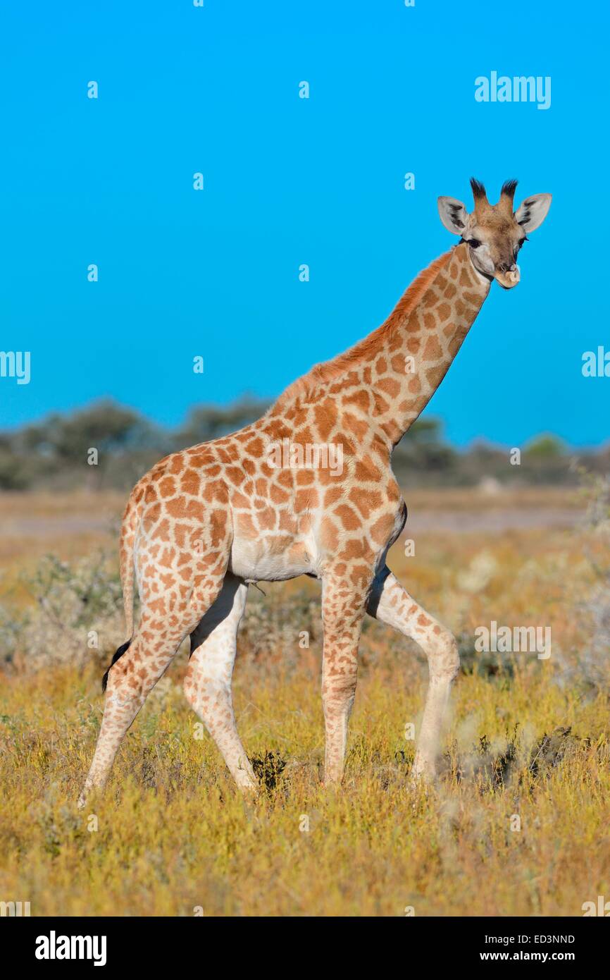 Newborn Giraffe Walking