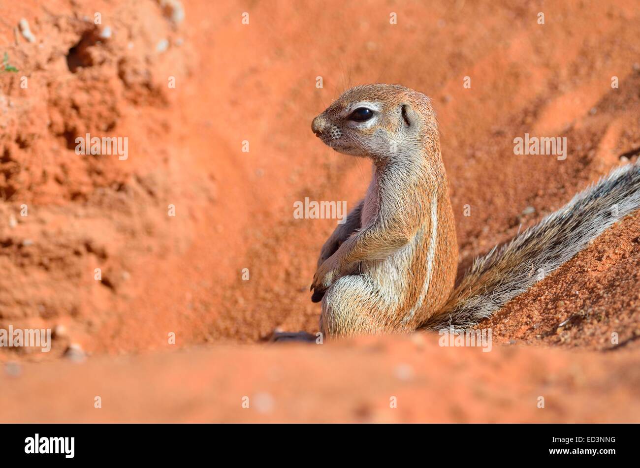 Young Cape ground squirrel (Xerus inauris), squatting at the burrow ...