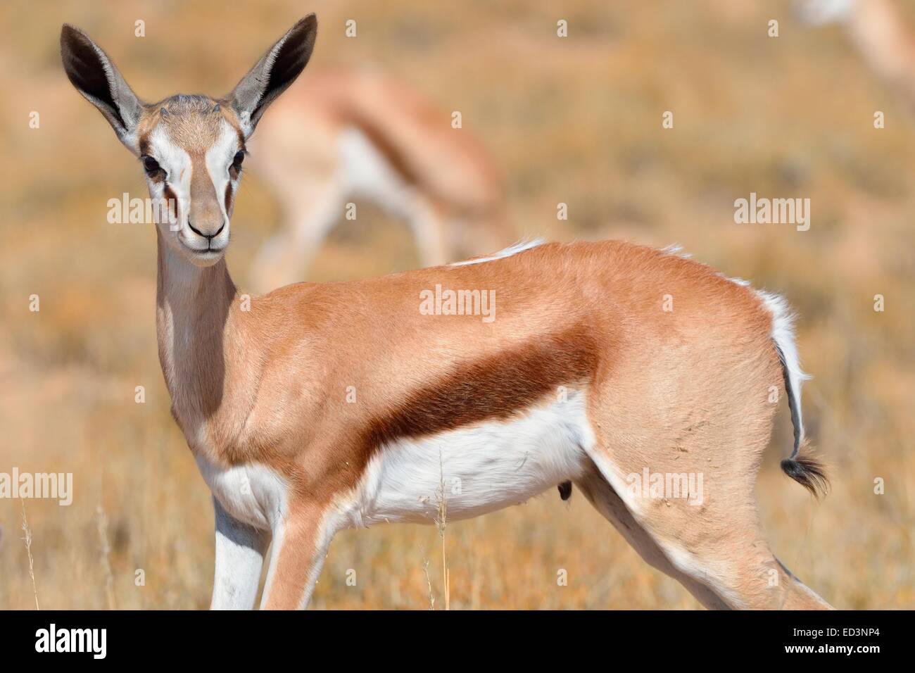 Young male springbok (Antidorcas marsupialis), standing in dry grass ...