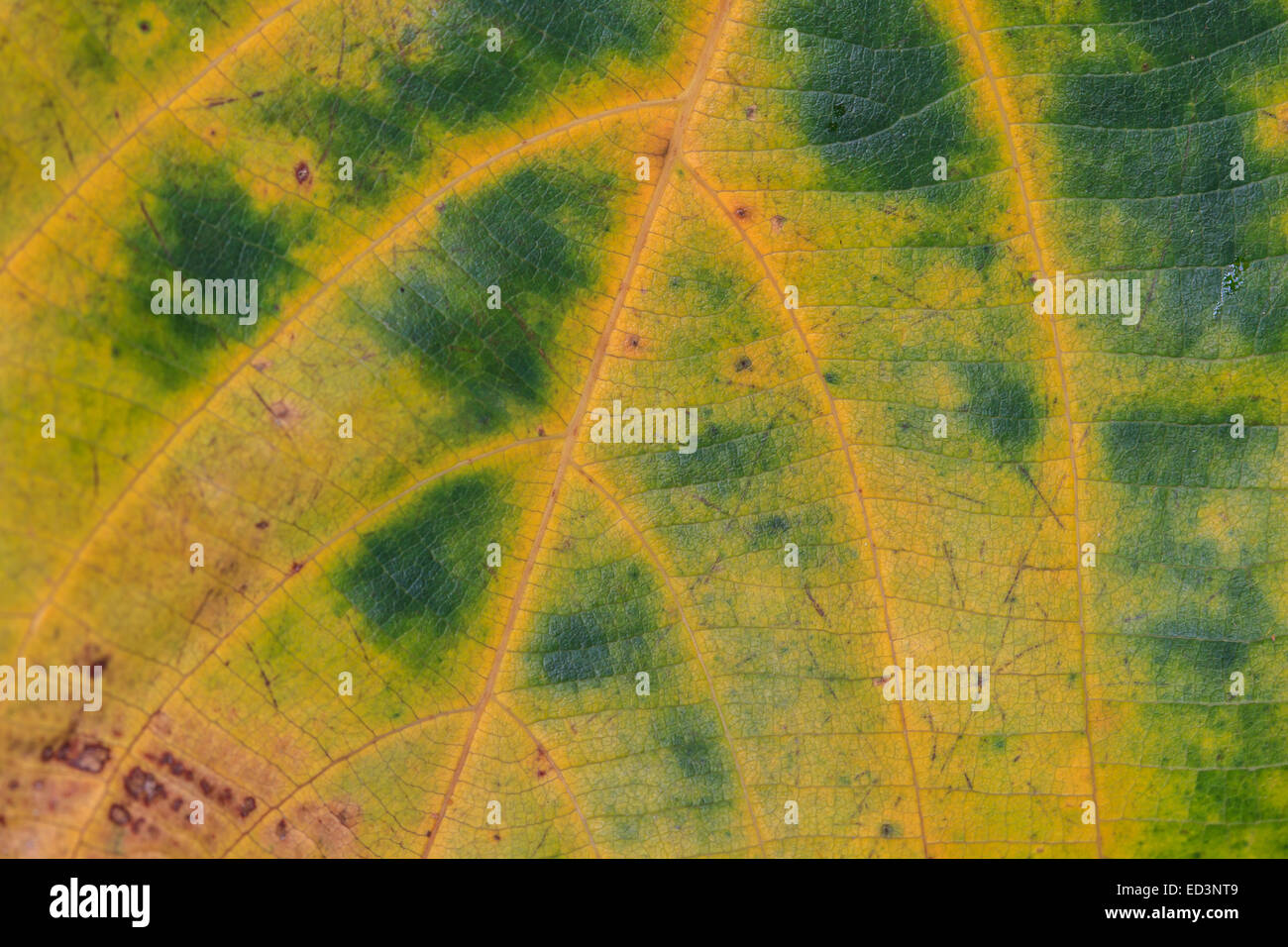 Abstract yellow leaf texture for background, close up nature Stock ...