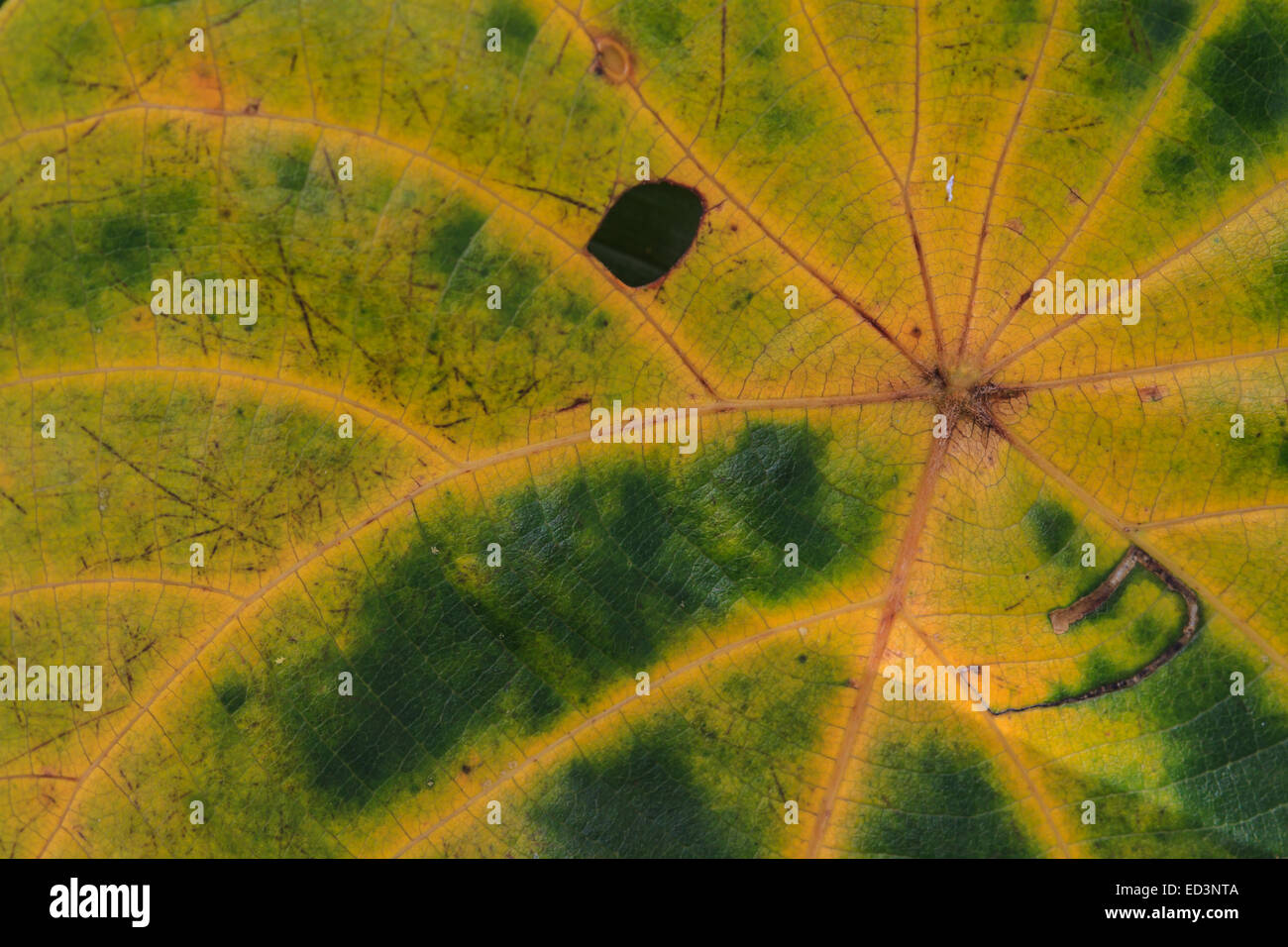 Abstract yellow leaf texture for background, close up nature Stock ...