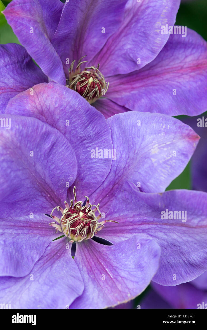 Spath High Resolution Stock Photography and Images - Alamy