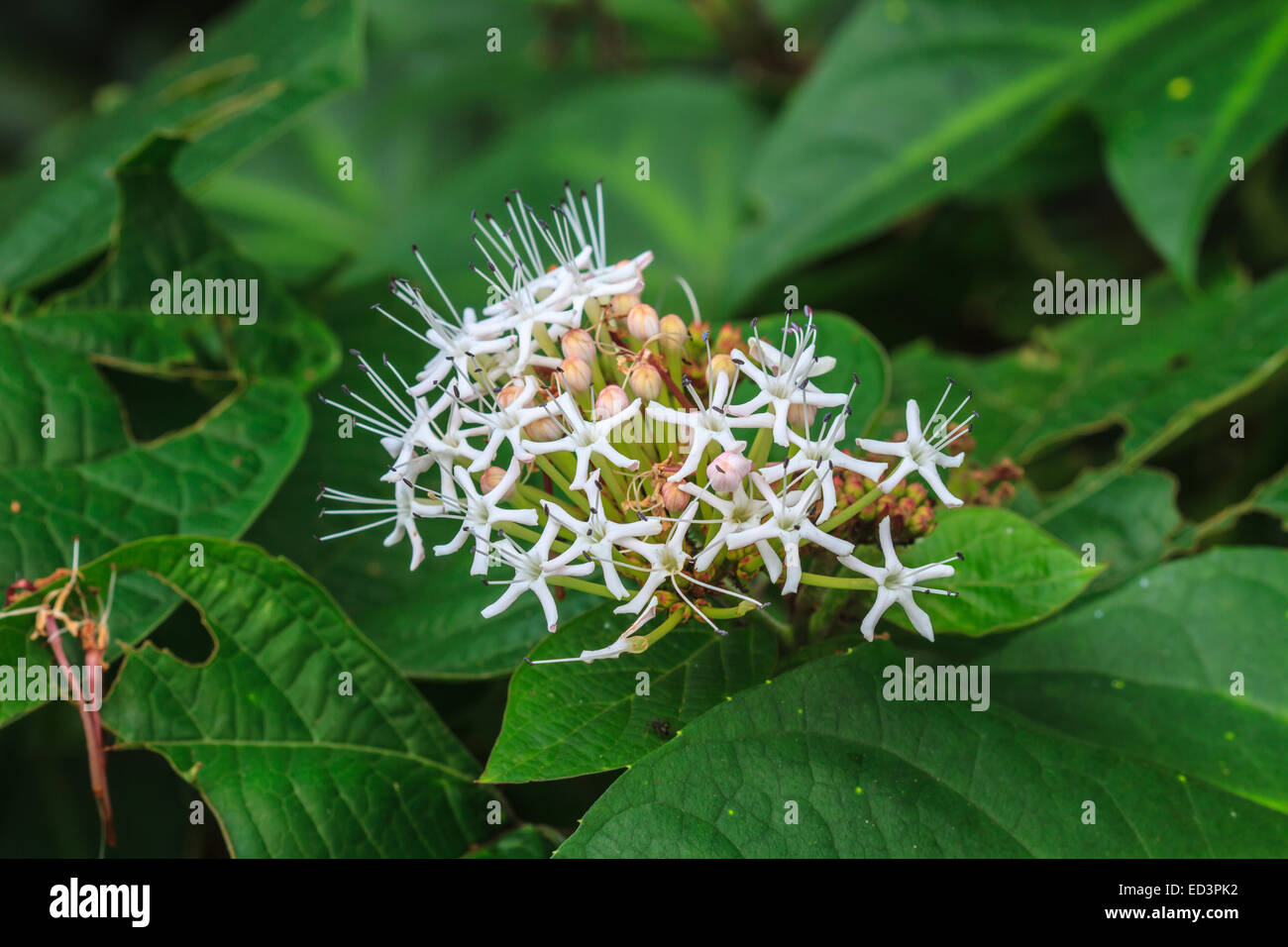Clerodendrum colebrookianum flower,beautiful wild flower in forest ...