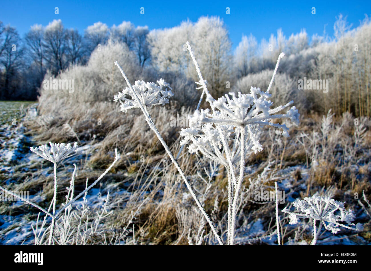 Midwinter flora hi-res stock photography and images - Alamy