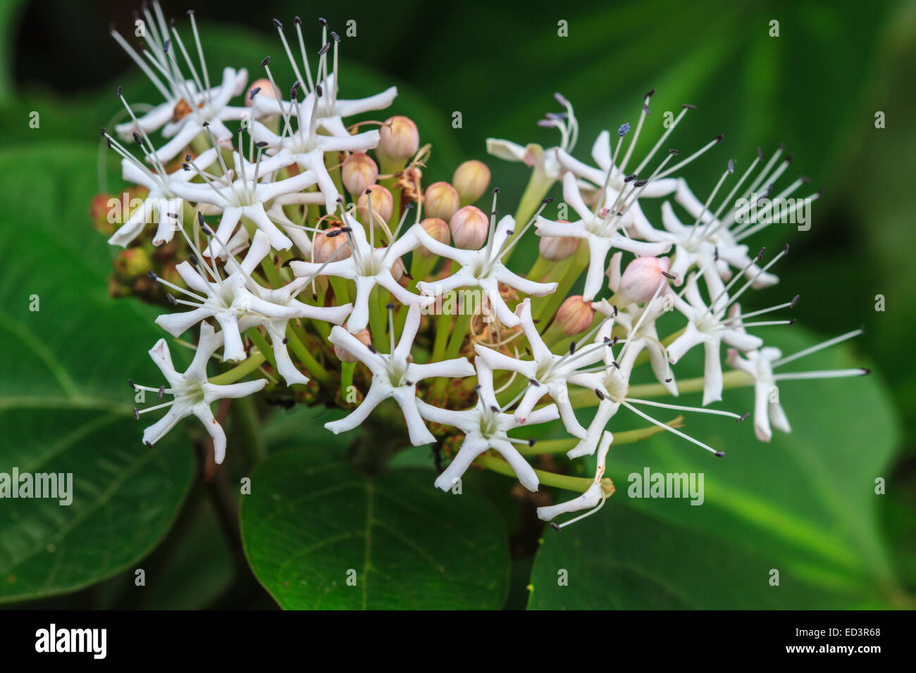 Clerodendrum colebrookianum hi-res stock photography and images - Alamy