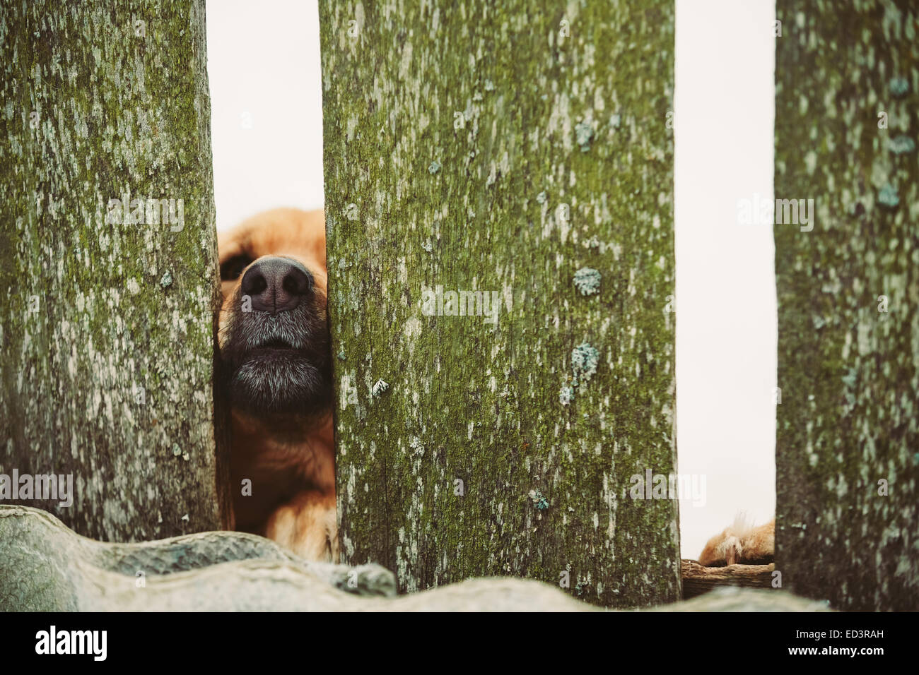 Dog Peeking Through Old Wood Fence Stock Photo - Alamy