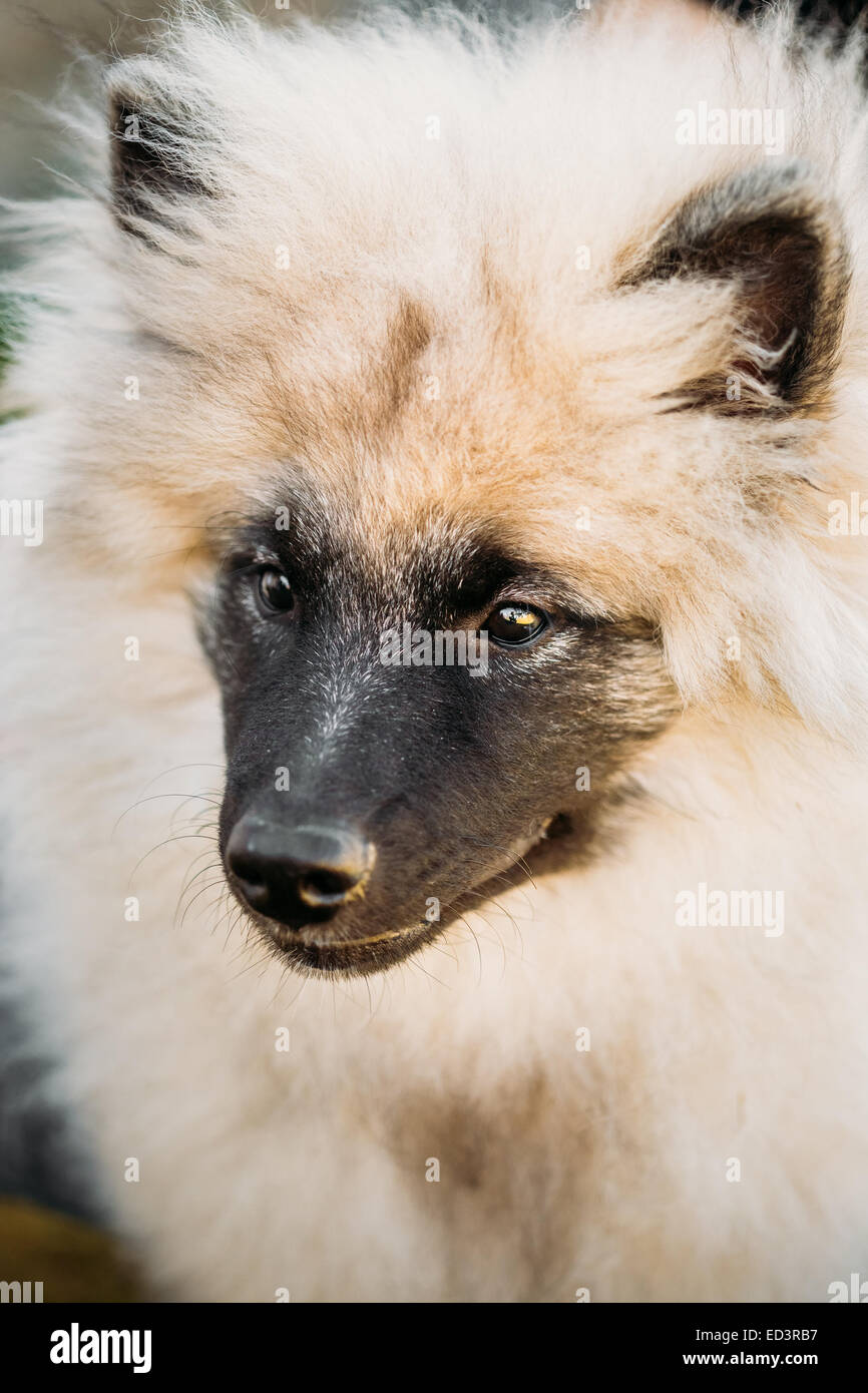 Gray Keeshound, Keeshond, Keeshonden Dog (German Spitz) Wolfspitz Close ...