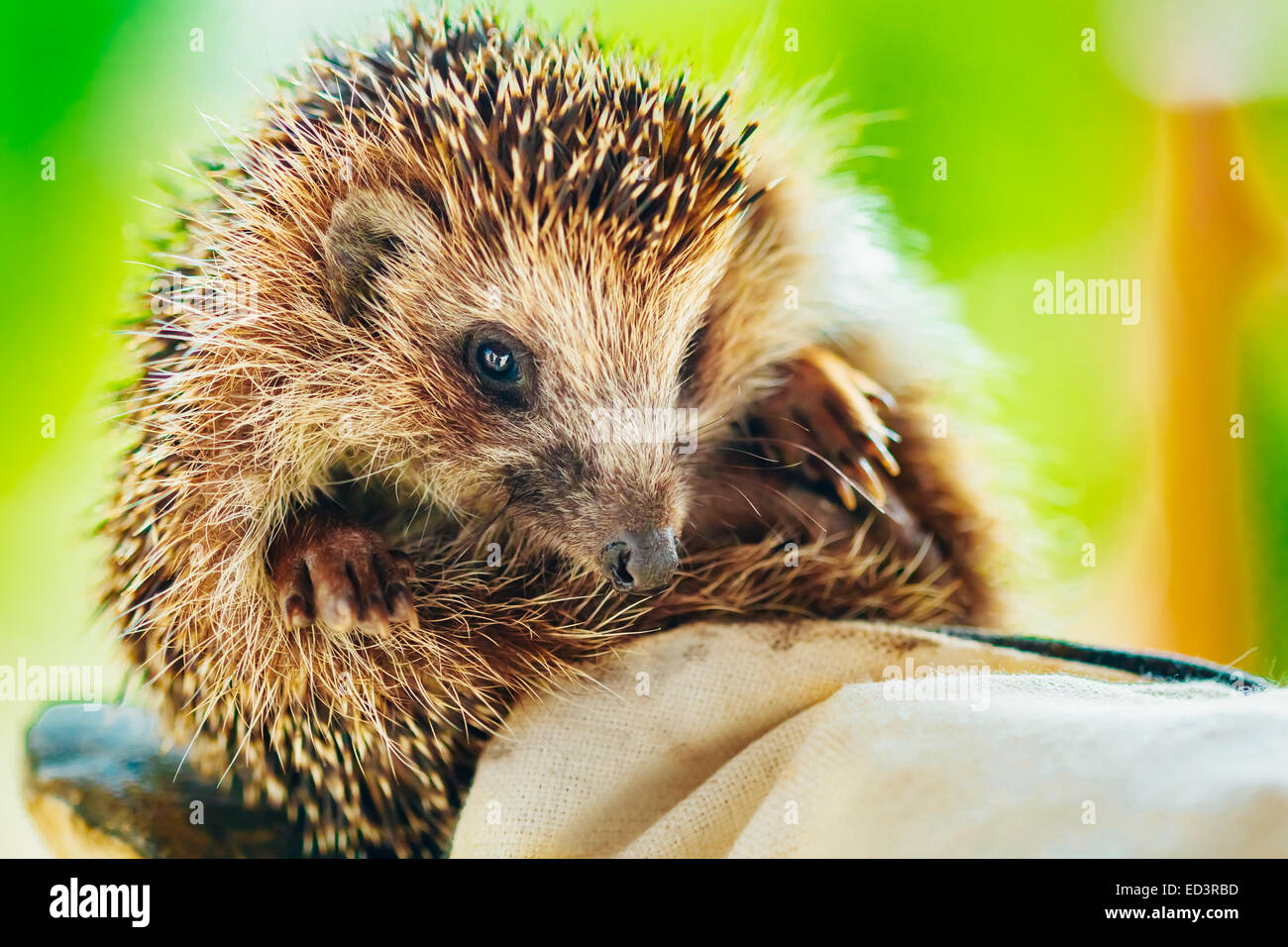 Spiky animals hi-res stock photography and images - Alamy