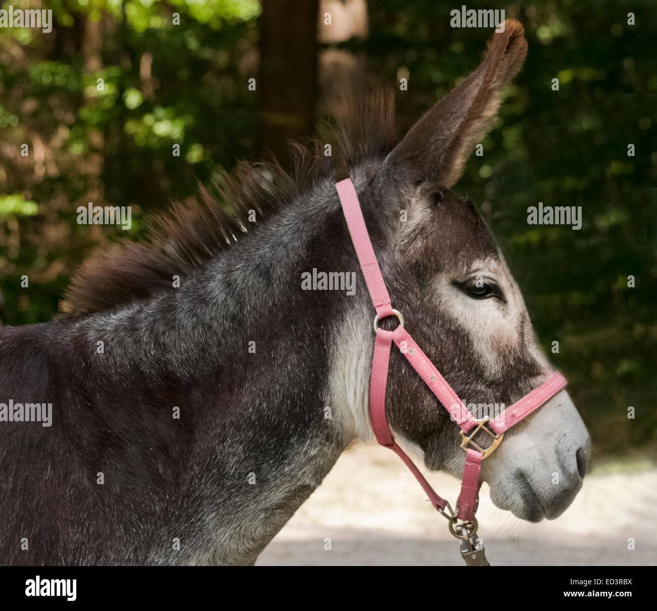 Gray Donkey Stock Photos & Gray Donkey Stock Images - Alamy