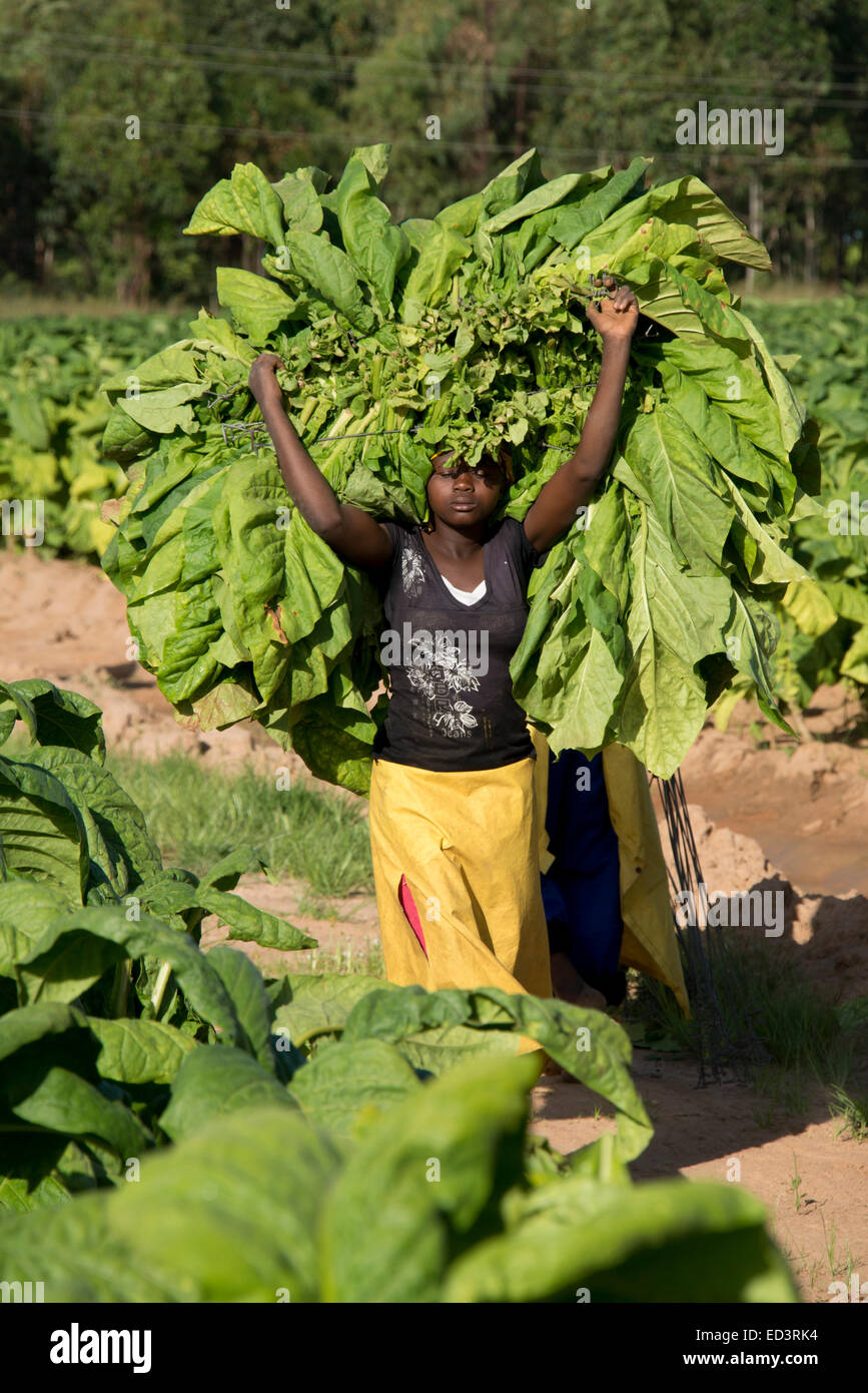 Africa farmers food processing hi-res stock photography and images - Alamy
