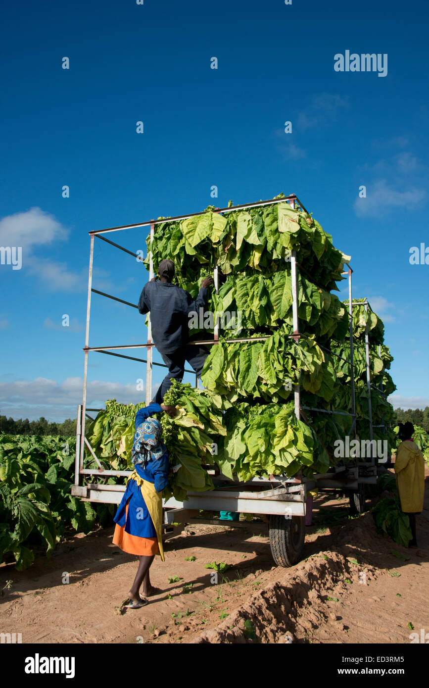 Reaping people hi-res stock photography and images - Alamy