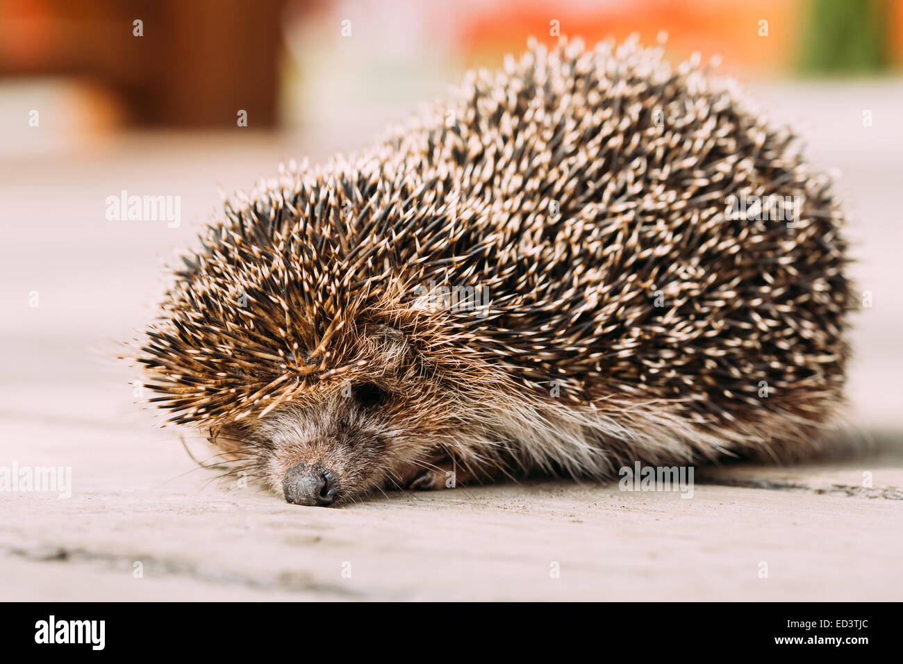 Sleeping hedgehog hi-res stock photography and images - Alamy