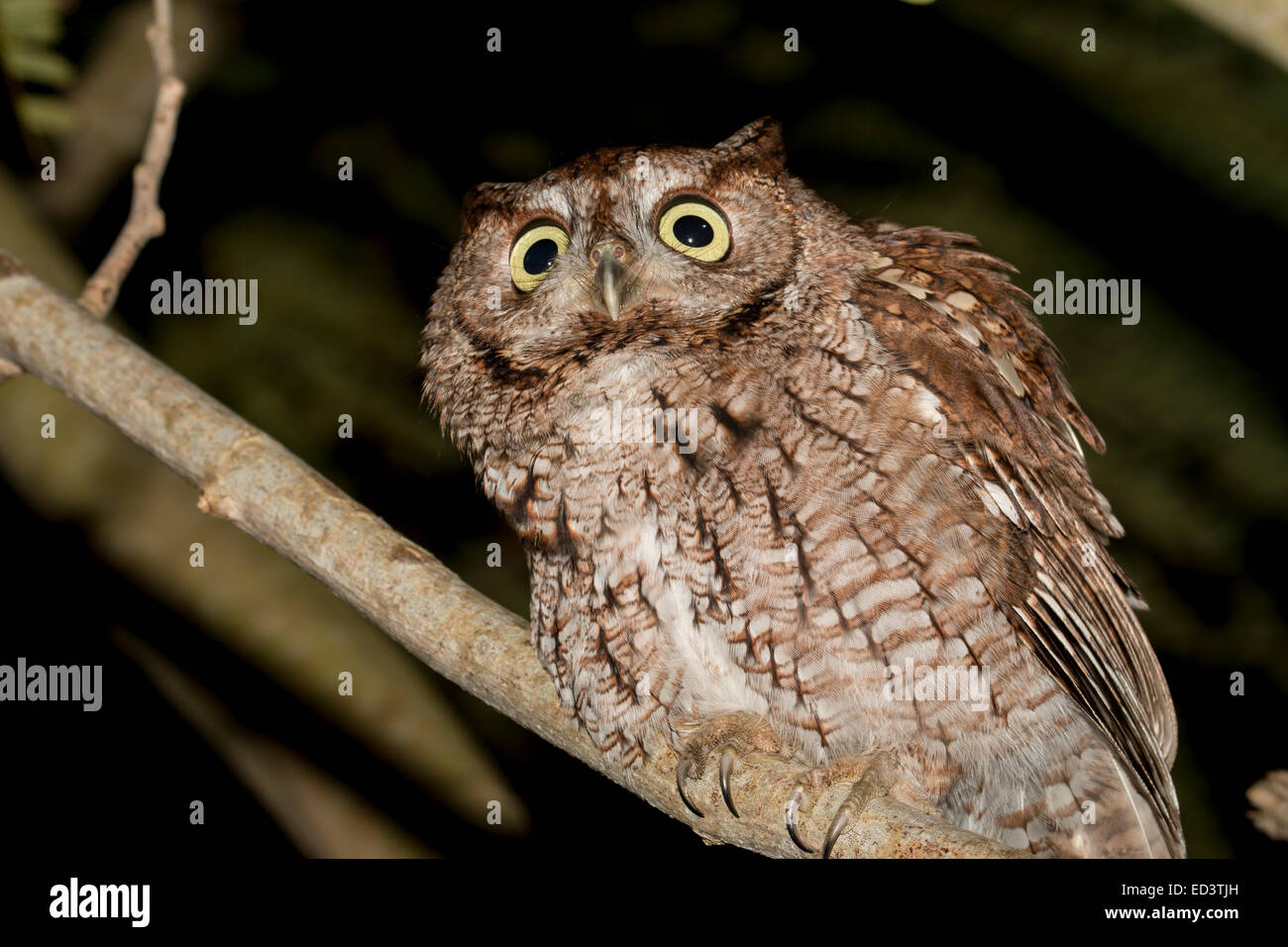 Eastern screech owl eating hi-res stock photography and images - Alamy