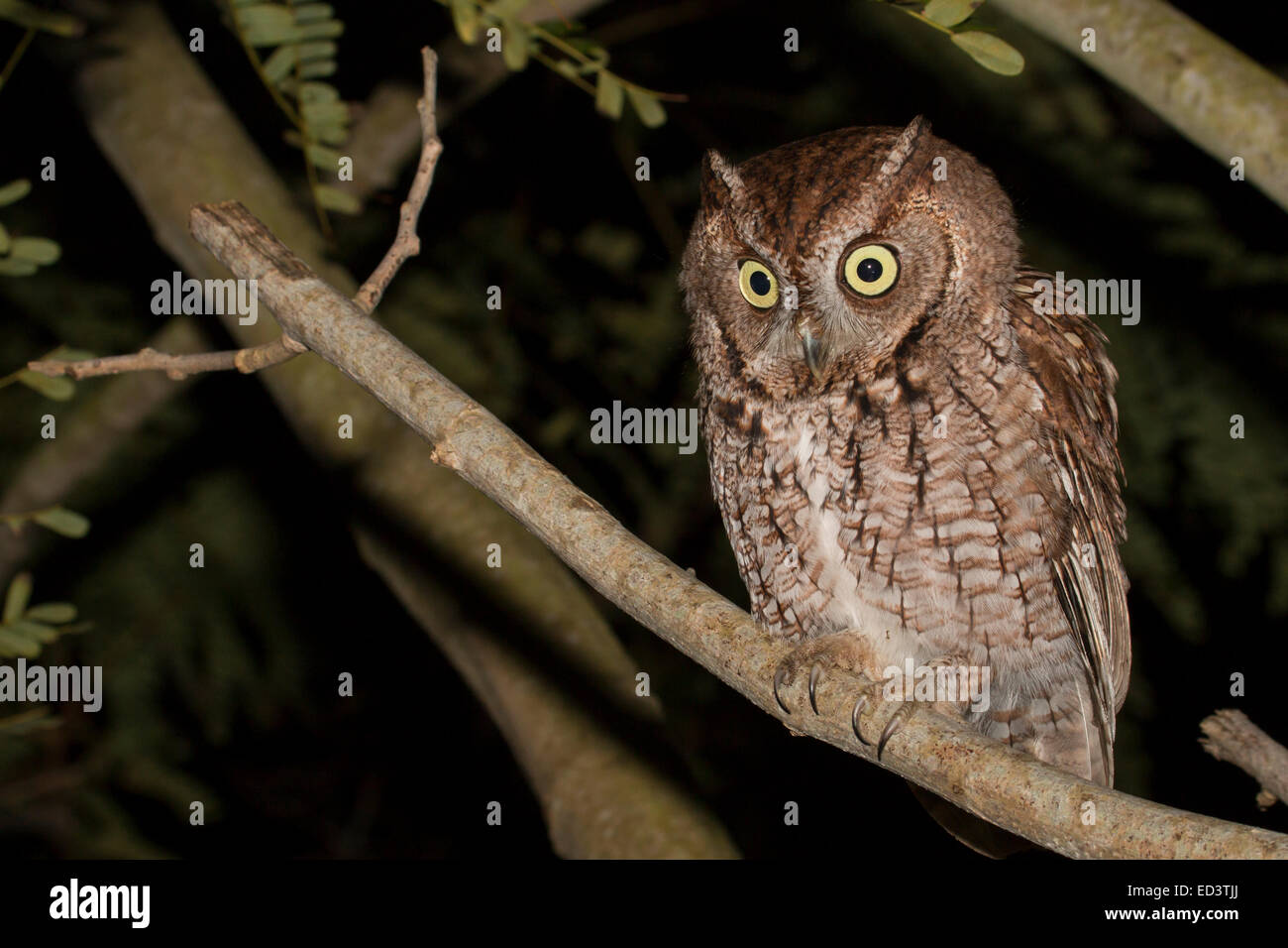 Brown intermediate phase eastern screech owl - Megascops asio Stock ...