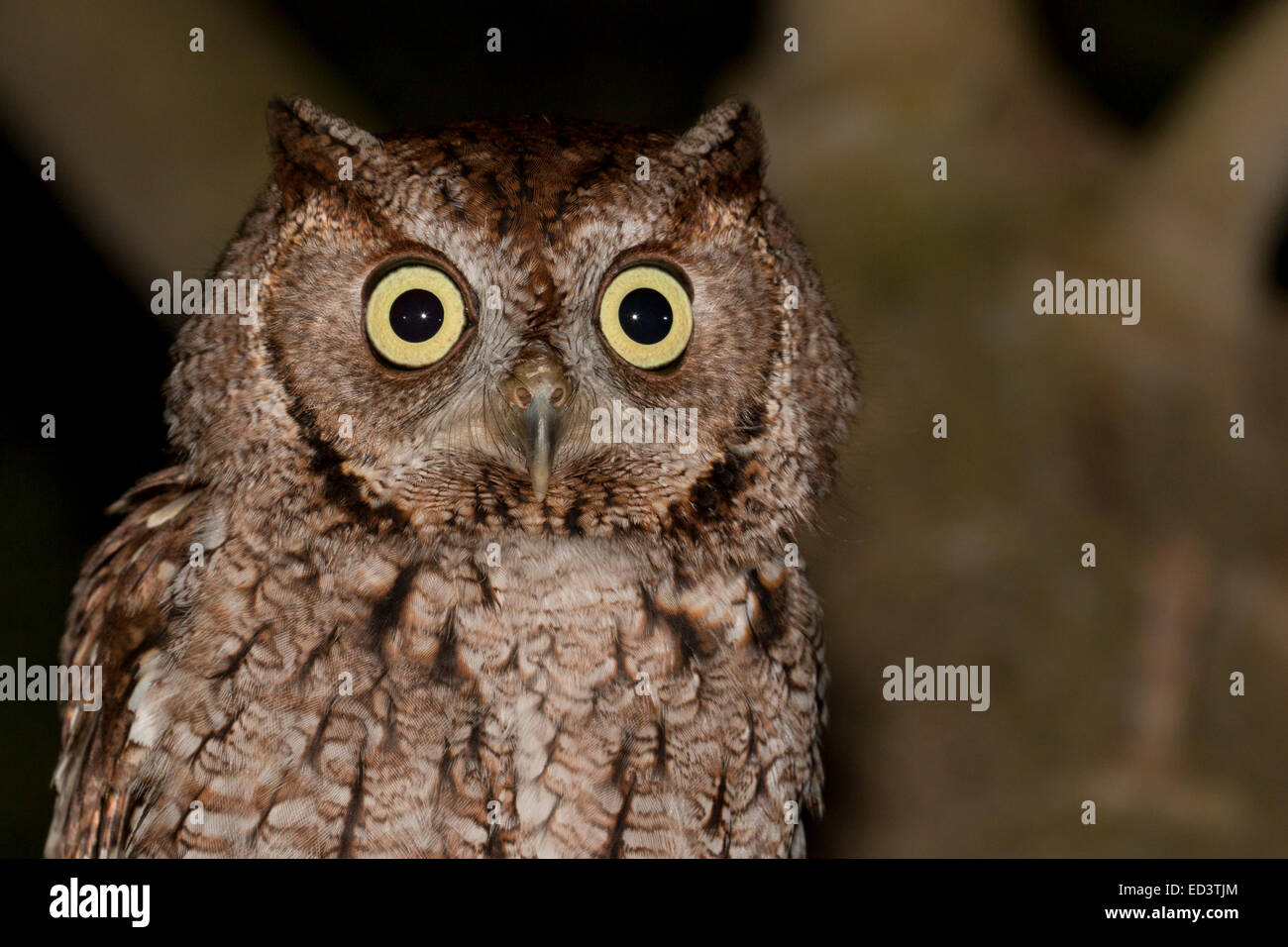 Intermediate morph hi-res stock photography and images - Alamy