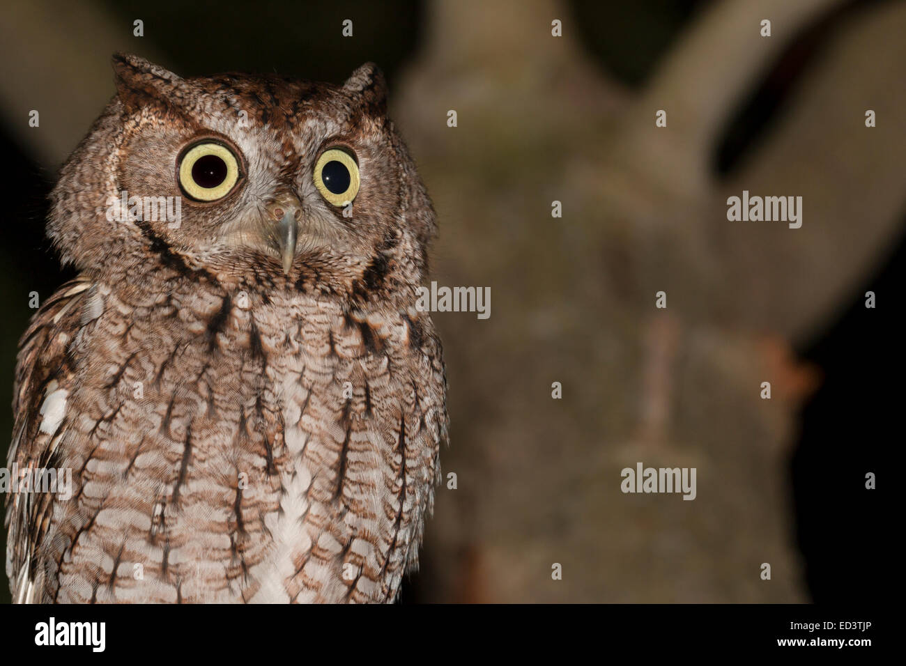 Portrait of a brown eastern screech owl - Megascops asio Stock Photo ...