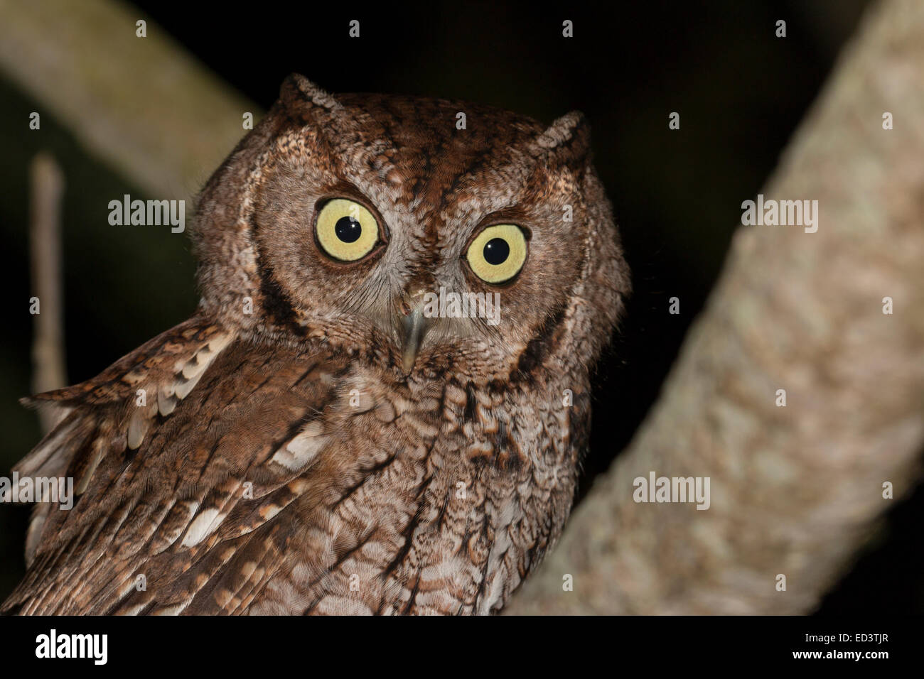 Red/Brown intermediate phase eastern screech owl - Megascops asio Stock ...