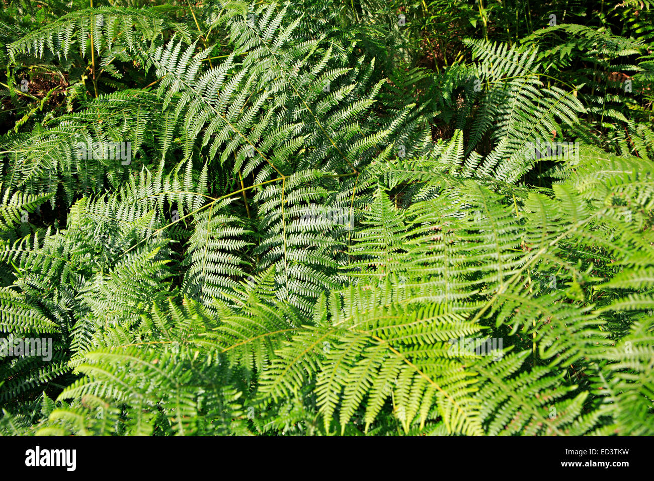 Fern in forest Stock Photo - Alamy
