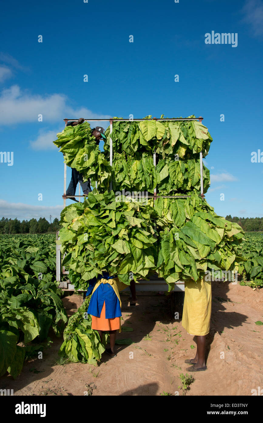 Tobacco farmers planting tobacco hi-res stock photography and images ...