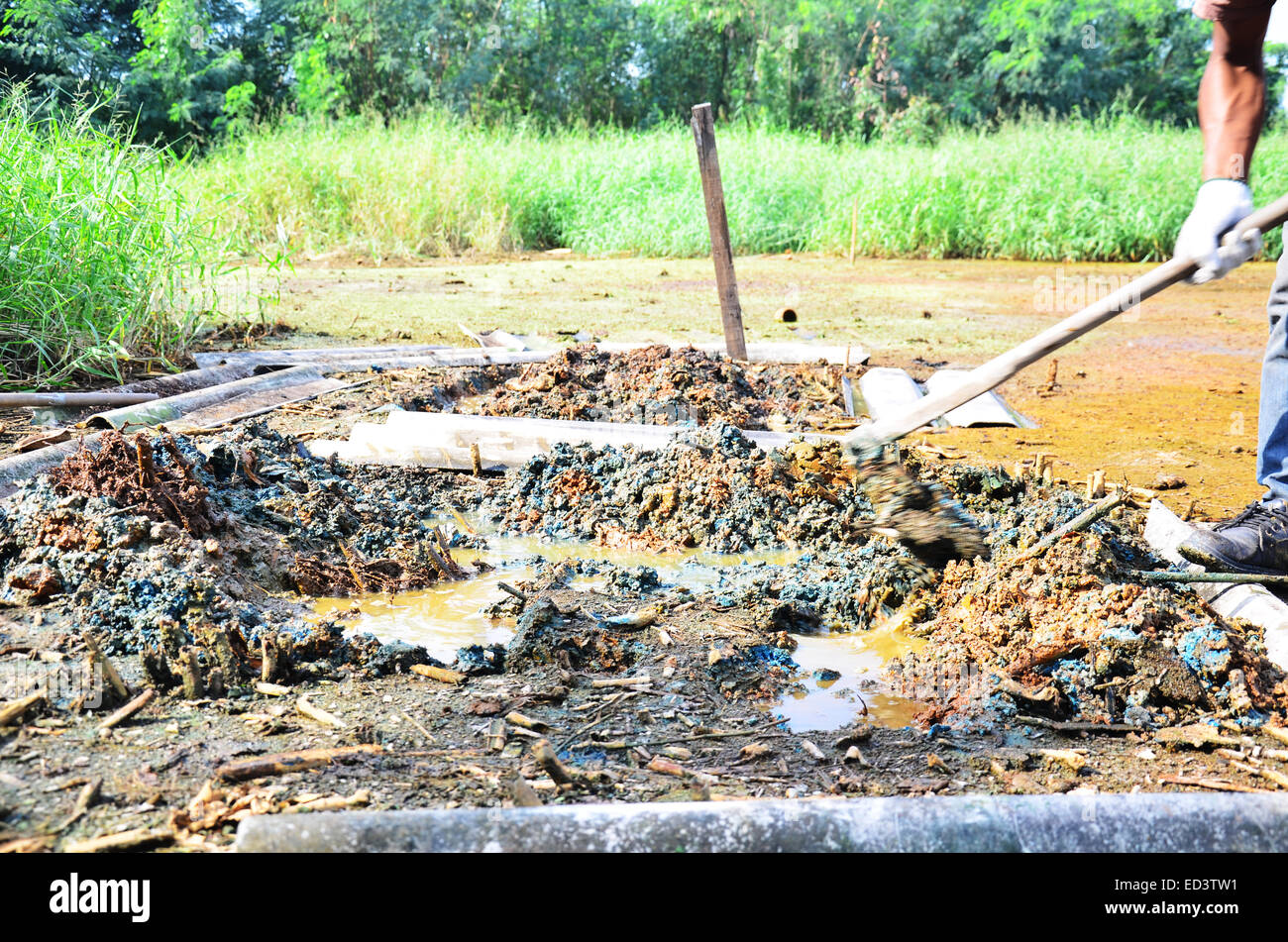 Test growing or cultivate plant for healing and Treatment of soil ...