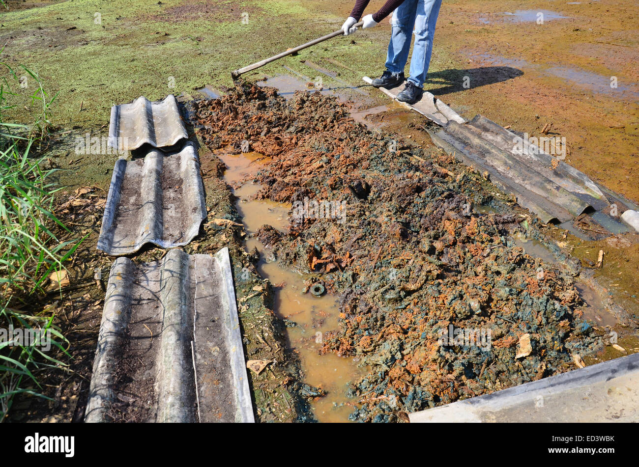 Test growing or cultivate plant for healing and Treatment of soil ...