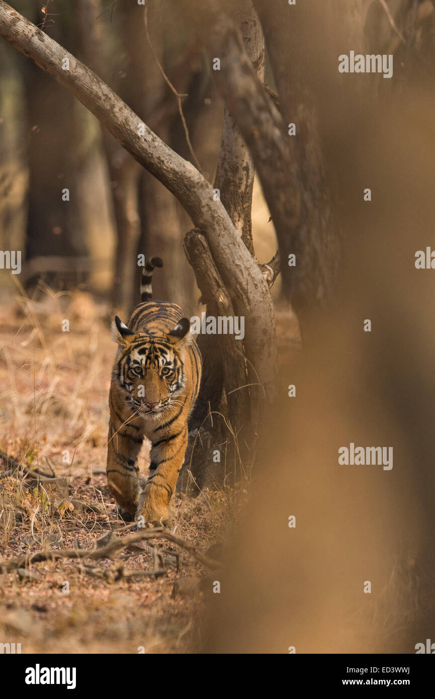 Walking between trees hi-res stock photography and images - Alamy