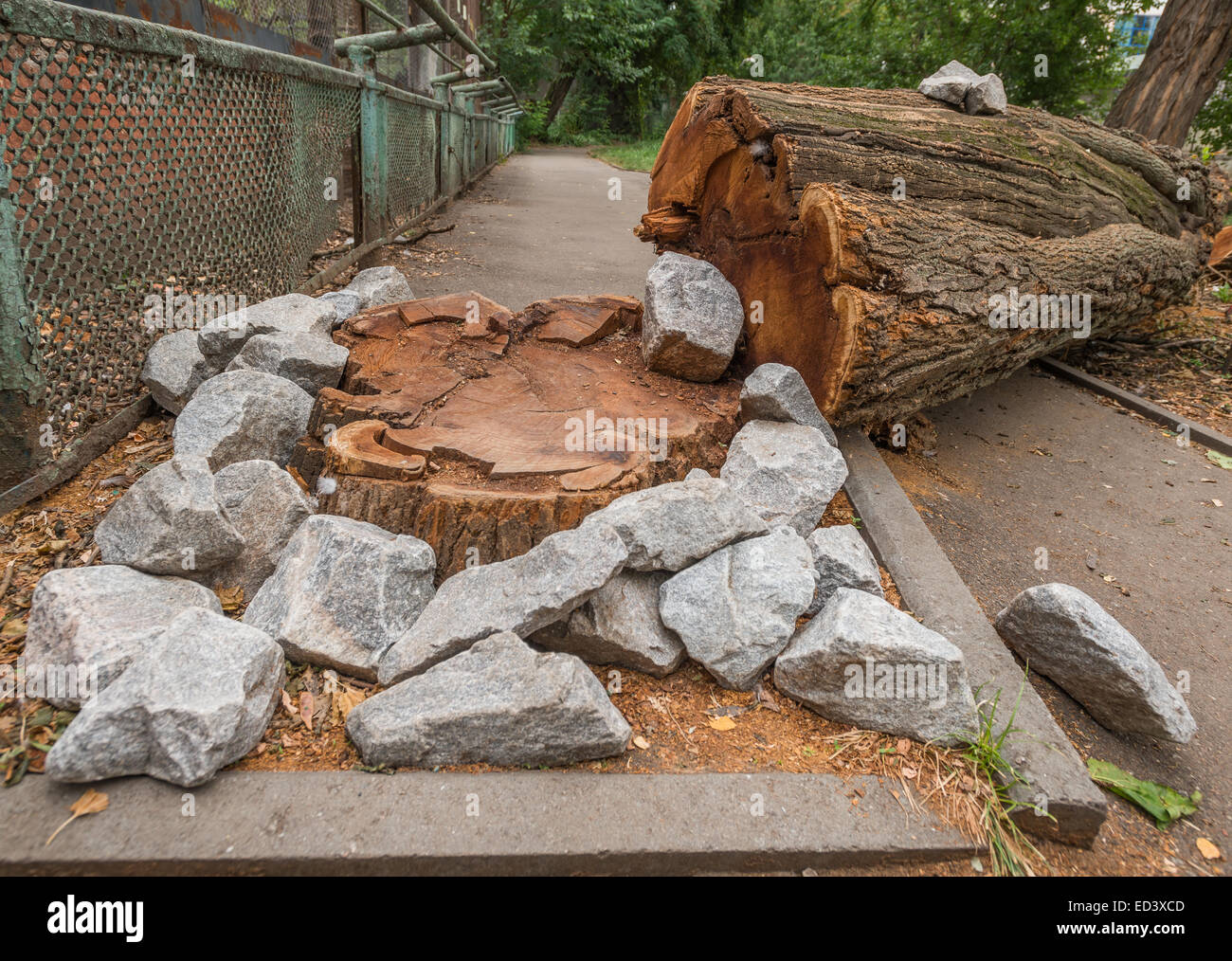 Cutted big tree ina forest for wood Stock Photo - Alamy